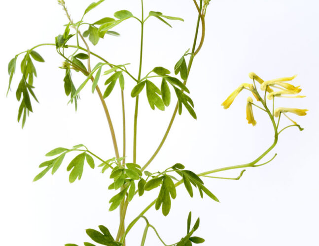 The Magical Uses of Rue - Mother Earth Living